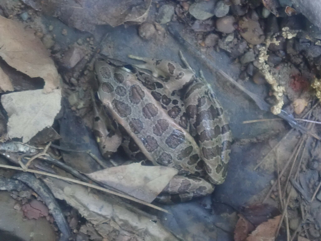 Pickerel Frog from Pocahontas County, WV, USA on May 12, 2024 at 08:08 ...