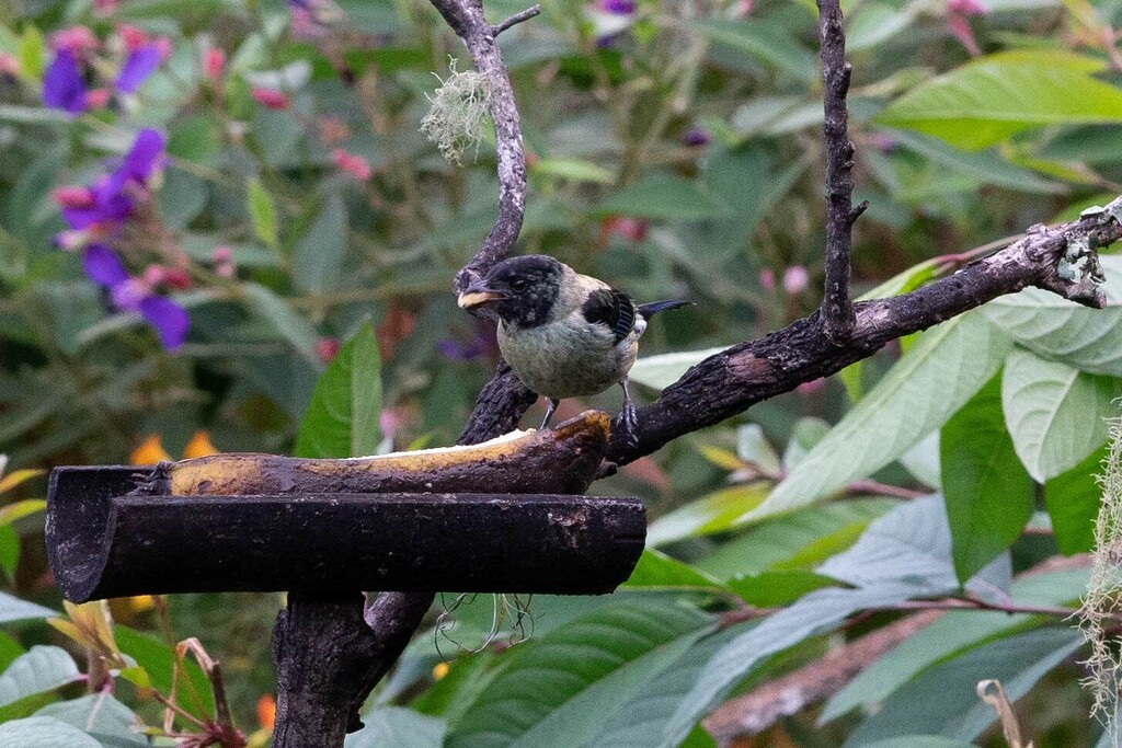 Black-headed Tanager from Santa Marta, Magdalena, Colombia on April 28 ...
