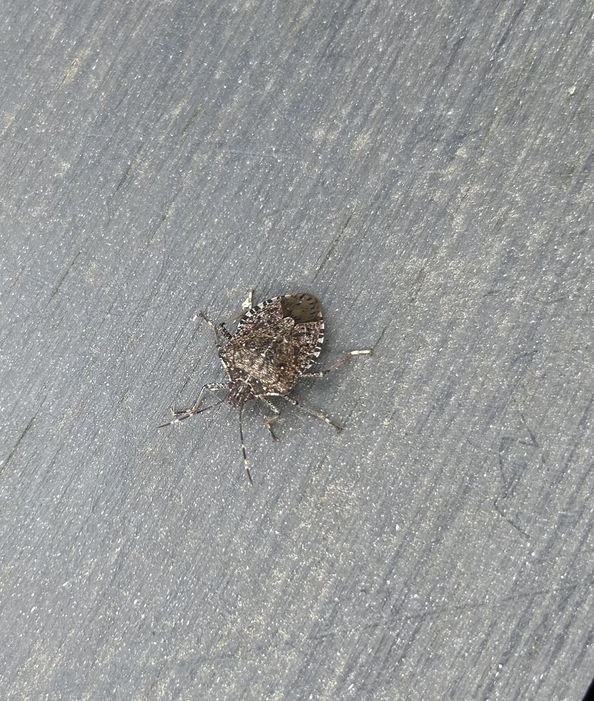 Brown Marmorated Stink Bug from 30th Ave S, Seattle, WA, US on May 19 ...