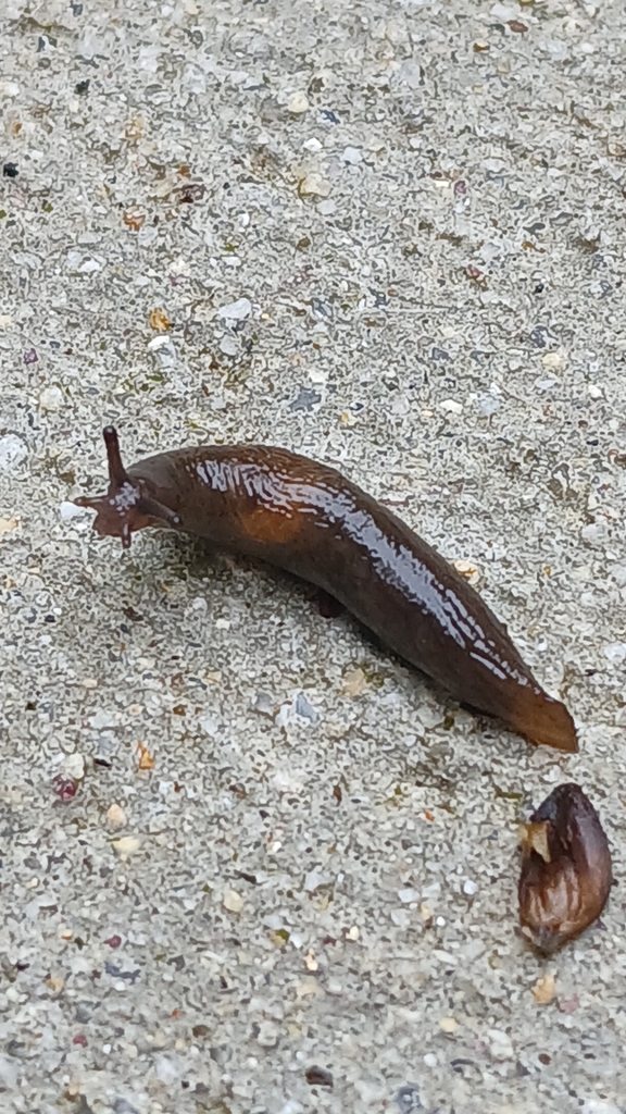 Smooth Land Slugs from Lyndeborough on May 19, 2024 at 12:17 PM by ...