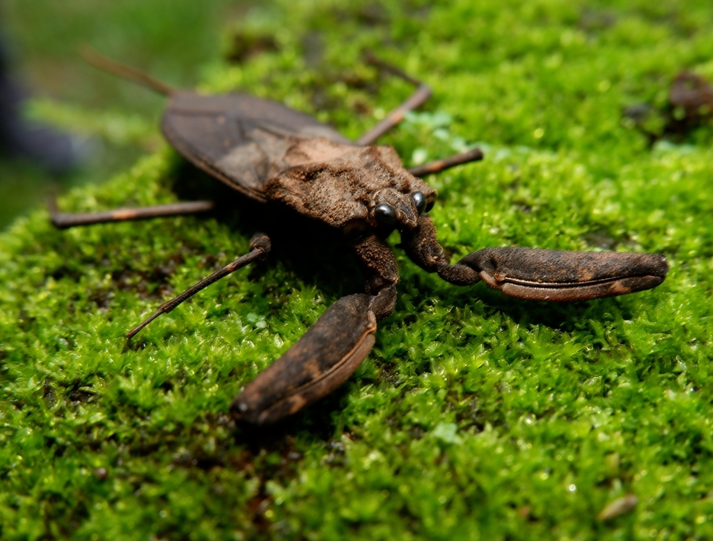 Laccotrephes from Sedim, 09700, Kedah, Malaysia on May 19, 2024 at 10: ...