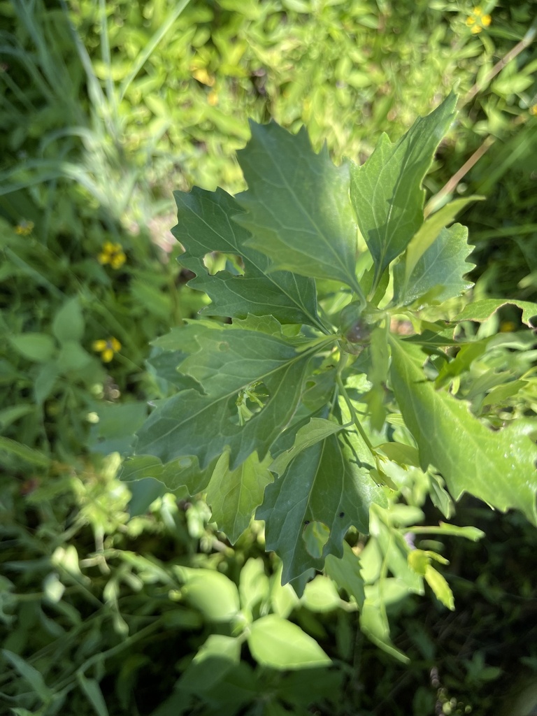 groundsel tree from El Camino Real, Houston, TX, US on May 19, 2024 at ...
