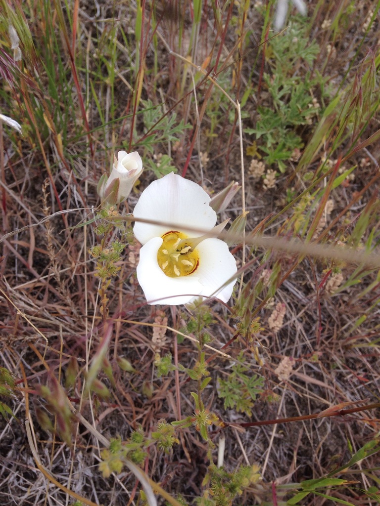 Sego Lily from badlands national park on May 25, 2016 by ericaleicht. I ...