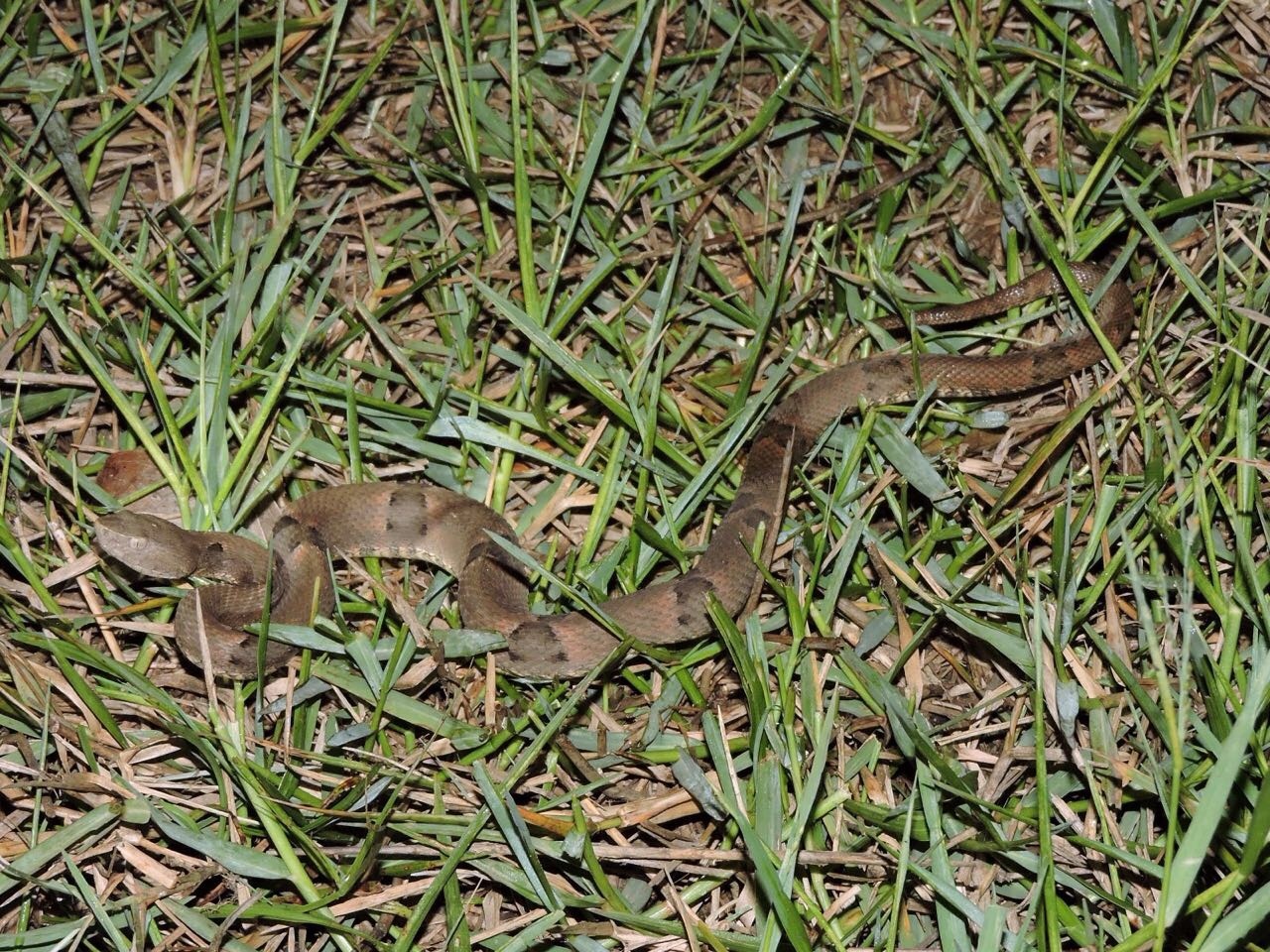 10 Facts About Bothrops Moojeni (Brazil) – Snake Radar