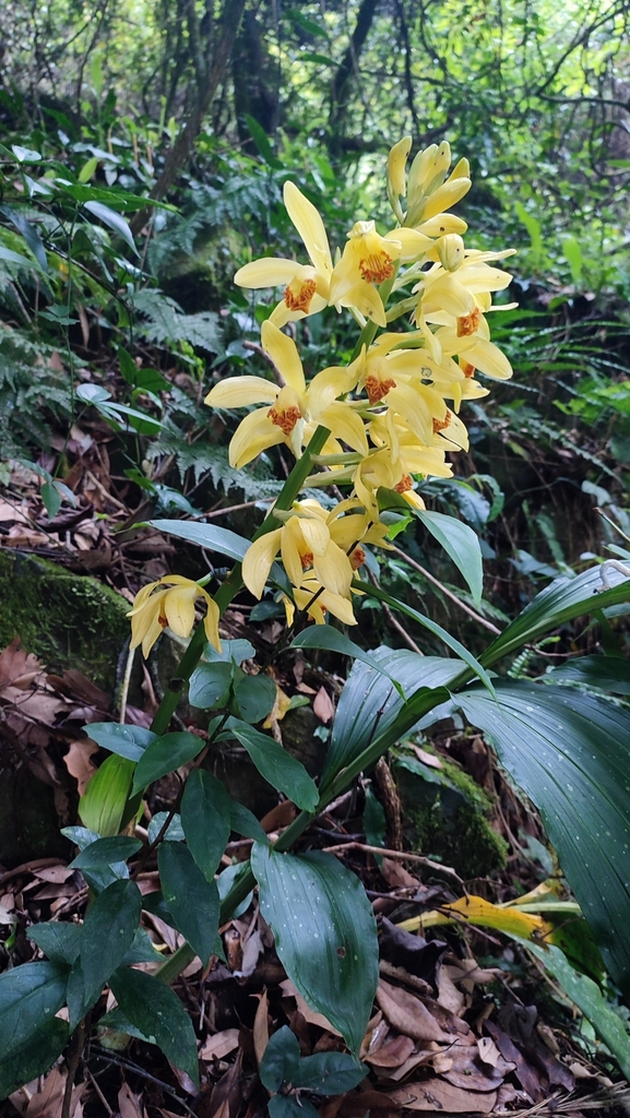 Phaius flavus from 311台灣新竹縣五峰鄉311-7 on May 19, 2024 at 11:39 AM by ...
