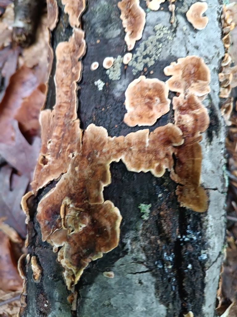 Bleeding Oak Crust from District of Columbia, District of Columbia ...