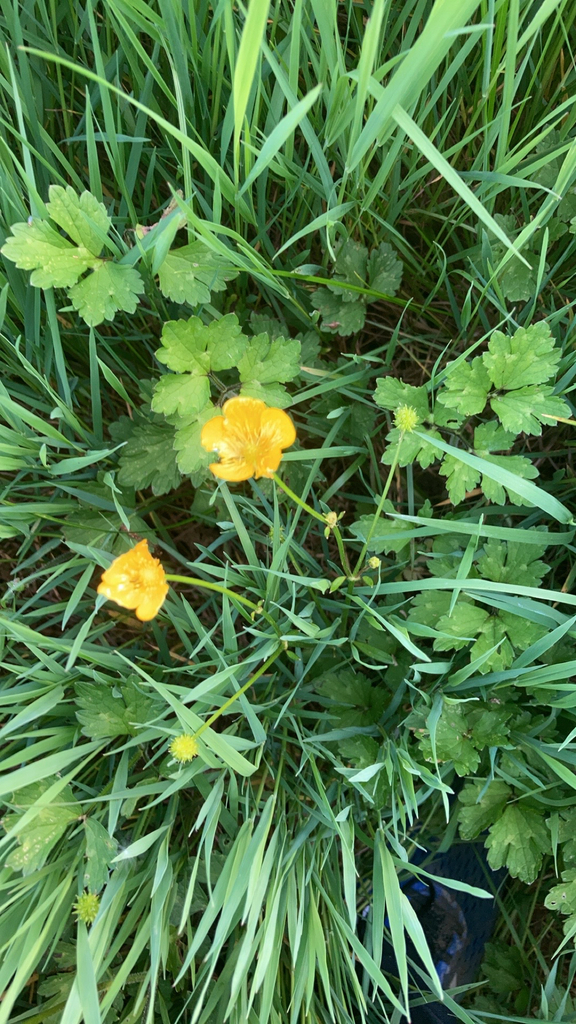 Creeping buttercup from East Sussex, England, GB on 19 May, 2024 at 05: ...