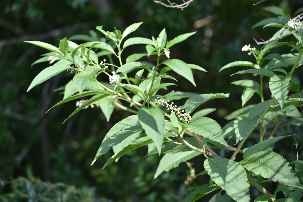 American pokeweed from Kurth Lake area on May 19, 2024 by tnewman ...