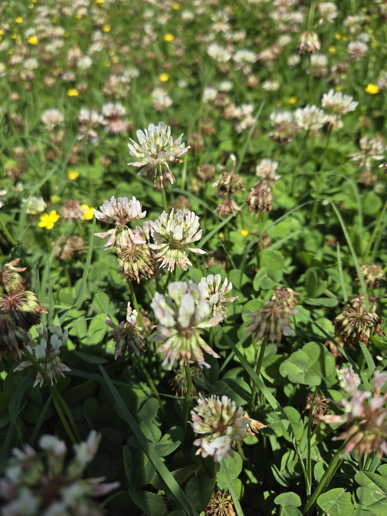 white clover from Washington County, US-OK, US on May 19, 2024 at 11:38 ...