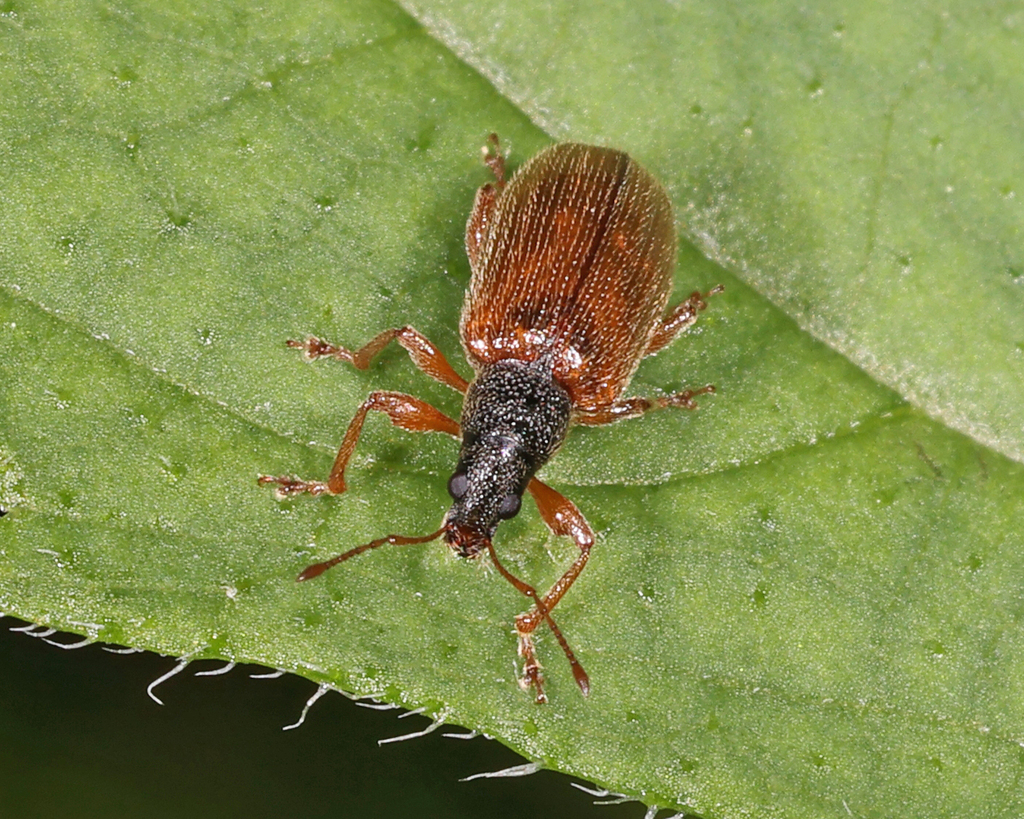Brown Leaf Weevil from Cranberry Glades Boardwalk, West Virginia 24946 ...