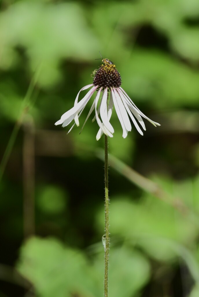 sanguine purple coneflower from Kurth Lake area on May 19, 2024 by ...
