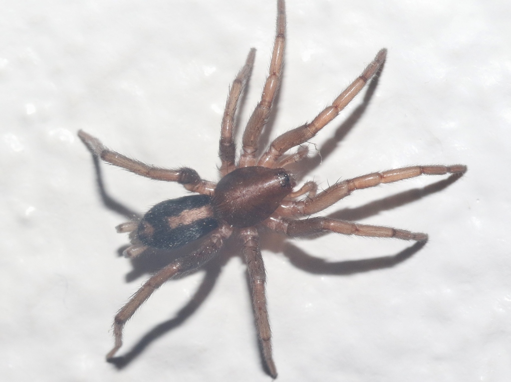 Western Parson Spider from Laguna Beach, CA, USA on May 8, 2024 at 05: ...
