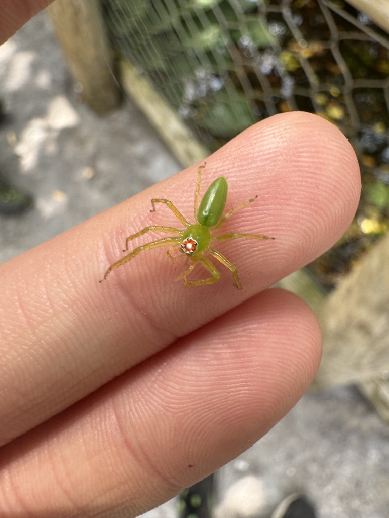 Magnolia Green Jumping Spider from Zoo Miami, Miami, FL, US on May 18 ...