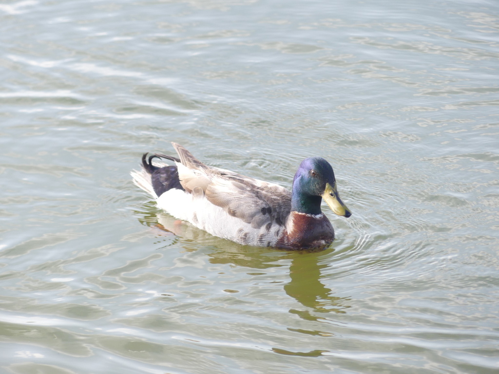 Mallard from Harris County Deputy Darren Goforth Park on Horsepen Creek ...