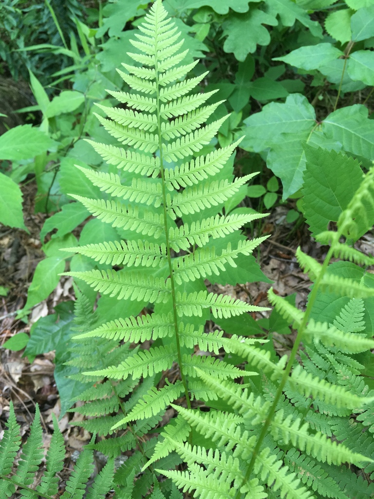 southern lady fern (Plants of Long Branch/Glencarlyn Park) · iNaturalist