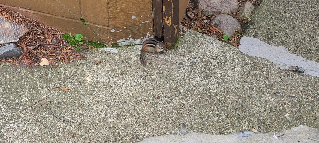 Eastern Chipmunk from Dunn Township, MN, USA on May 19, 2024 at 11:48 ...