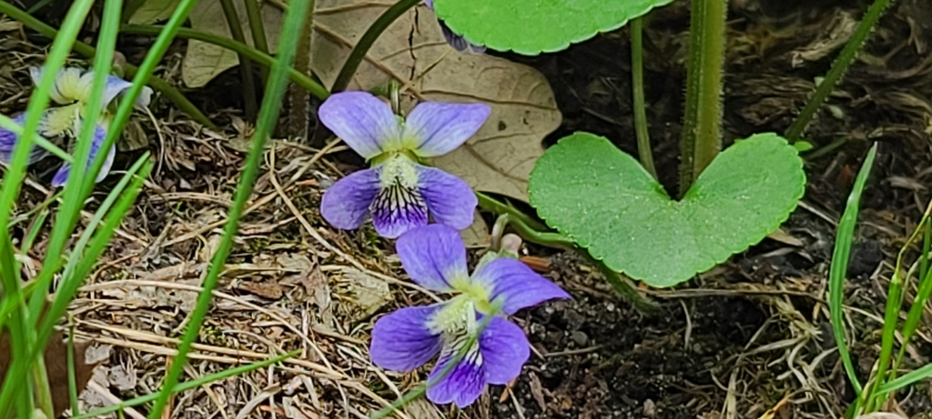common blue violet from Dunn Township, MN, USA on May 19, 2024 at 11:58 ...