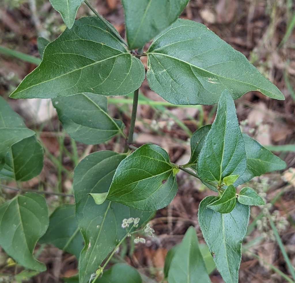 Wild Four o'Clock in May 2024 by Katie S · iNaturalist