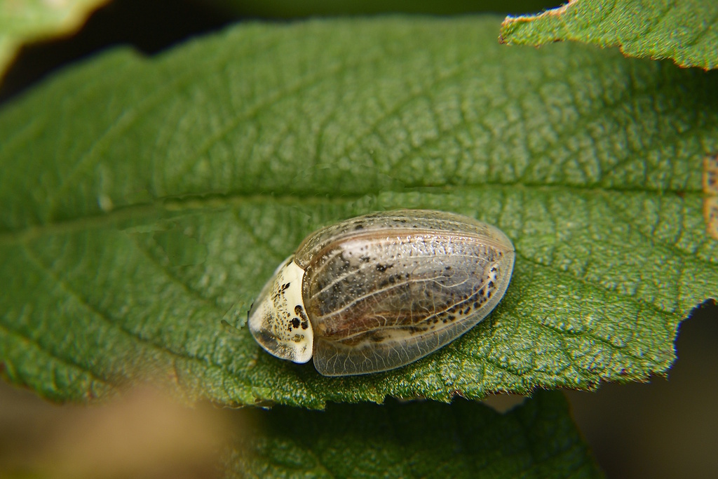 Wild Olive Tortoise Beetle from El Aceituno, Ibagué, Tolima, Colombia ...
