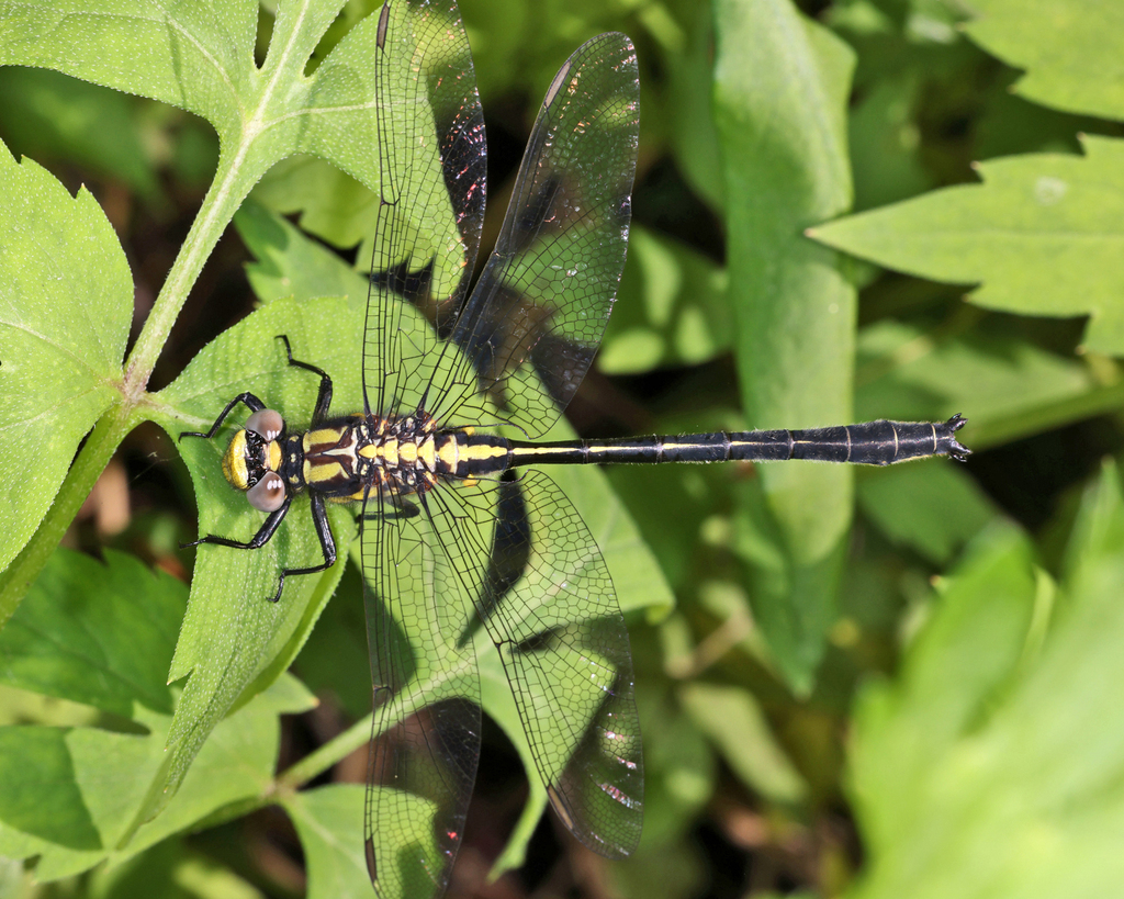 Harpoon Clubtail in May 2024 by Tom Murray · iNaturalist