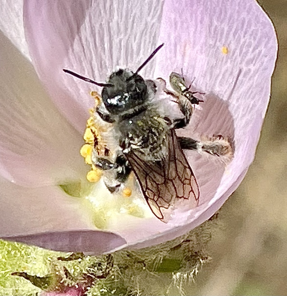 Ochraceous Chimney Bee from Los Padres National Forest, Big Sur, CA, US ...