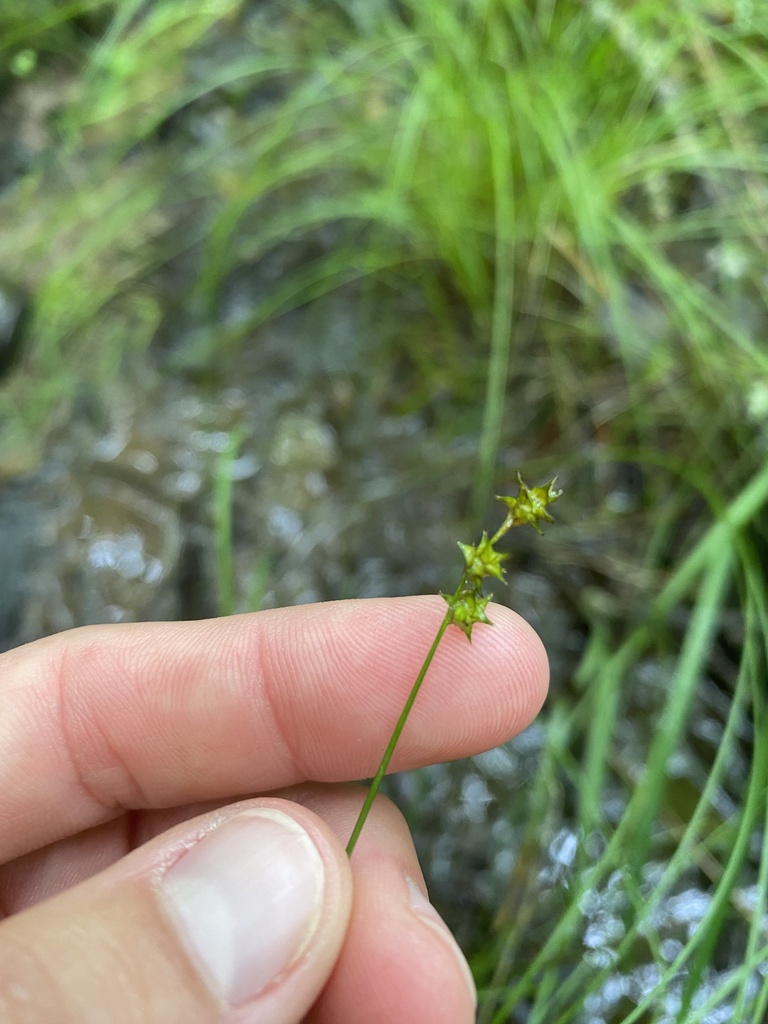 Howe's sedge from Mattaponi, Mascot, VA, US on May 19, 2024 at 11:10 AM ...