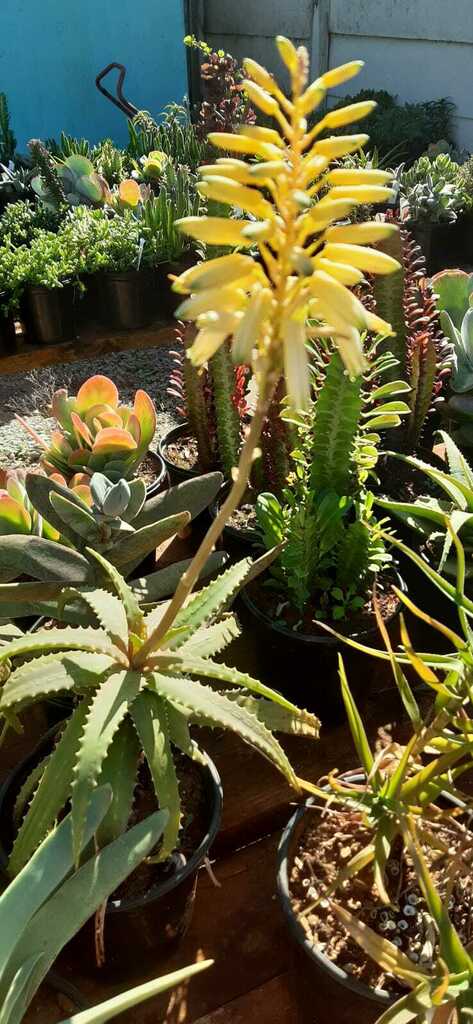 Cape Speckled Aloe from 1 Messelaar St, Kenilworth, Kimberley, 8301 ...