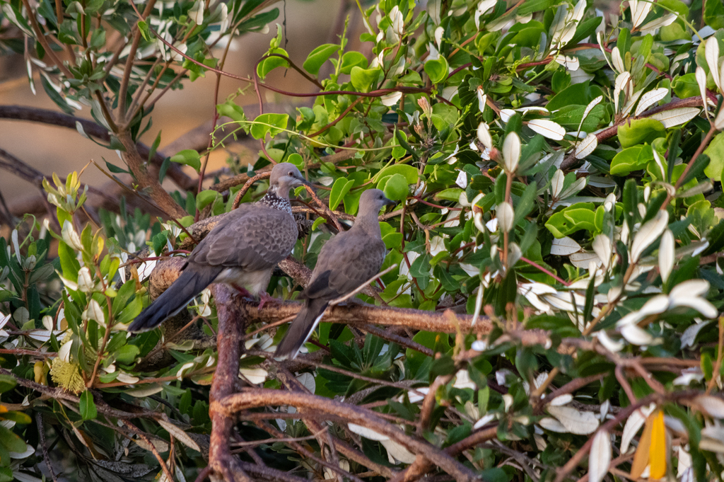 Spotted Dove from Sydney NSW, Australia on February 18, 2024 at 07:00 ...