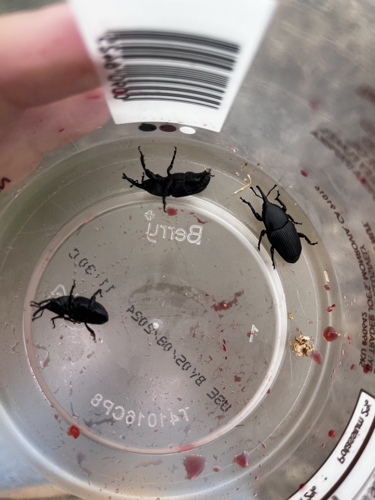 Yucca Weevil from Miossi Rd, San Luis Obispo, CA, US on May 19, 2024 at ...