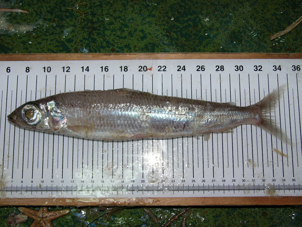 Atlantic Argentine (Argentina silus) - Marine Life Identification