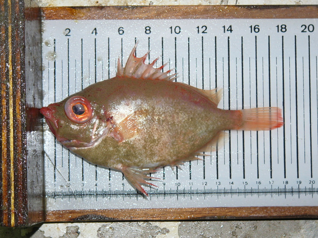 Boarfishes (Caproidae) - Marine Life Identification