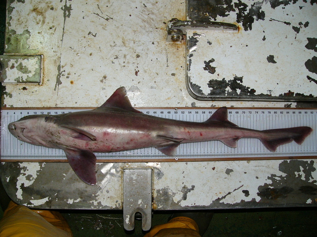 Starry Smooth-hound (Mustelus asterias) - Marine Life Identification