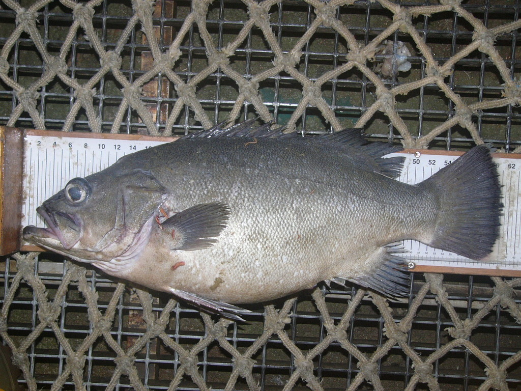 Wreckfishes (Polyprionidae) - Marine Life Identification