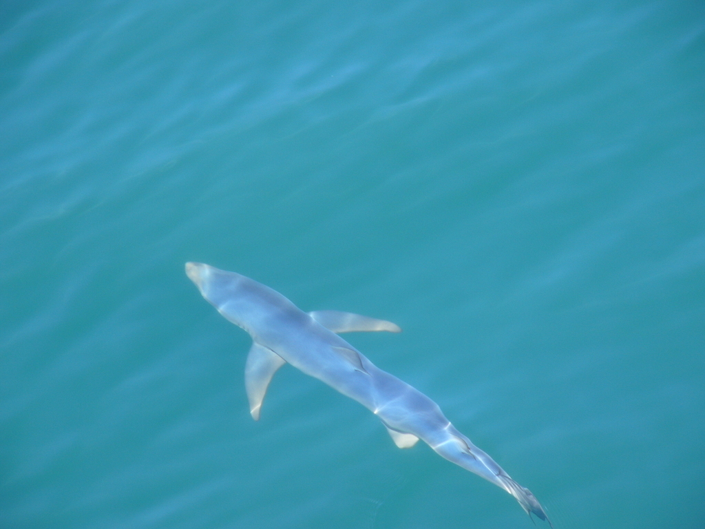 Blue Shark from Sole Bank on June 14, 2004 at 11:15 AM by Gonzalo ...