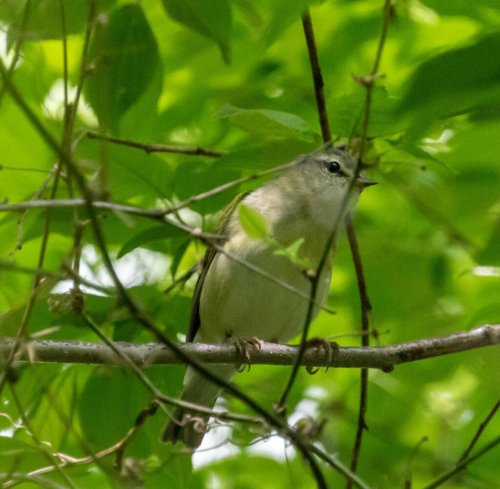 Tennessee Warbler from Allen County, IN, USA on May 6, 2024 at 11:05 AM ...