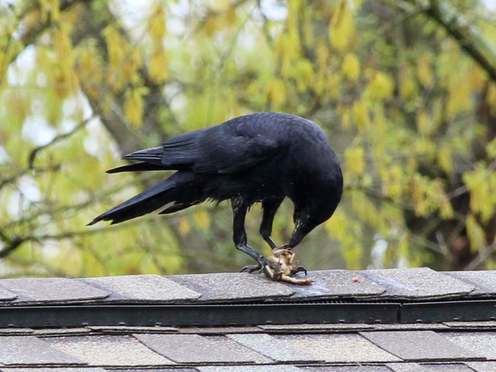 North American Toads from Font Hill Wetlands Park, Ellicott City, MD ...