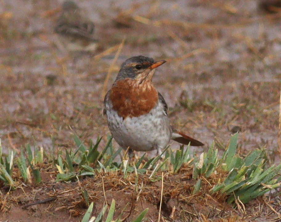 Red-throated Thrush from Xanxongor, Ömnögovi, Mongolia on April 28 ...