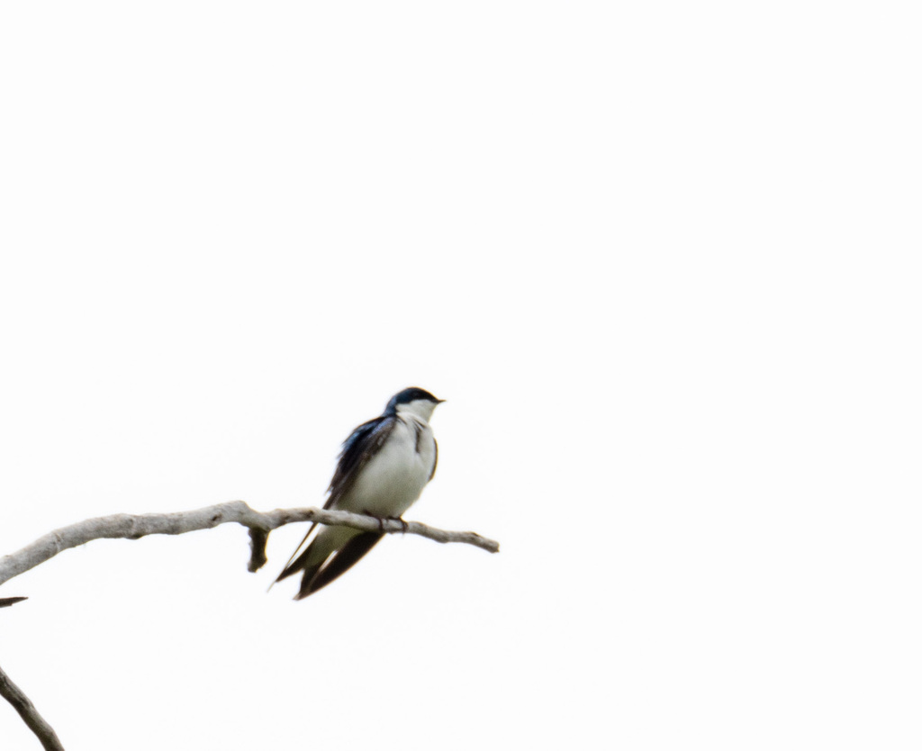 Tree Swallow from Ottawa County, OH, USA on May 17, 2024 at 02:25 AM by ...