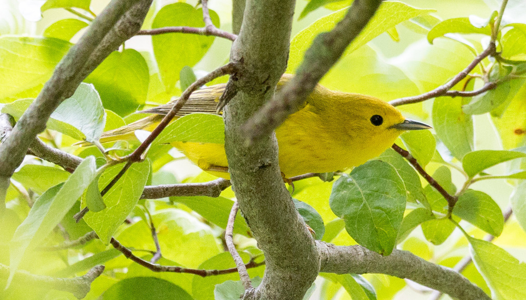 Yellow Warbler from Lucas County, OH, USA on May 17, 2024 at 02:49 AM ...