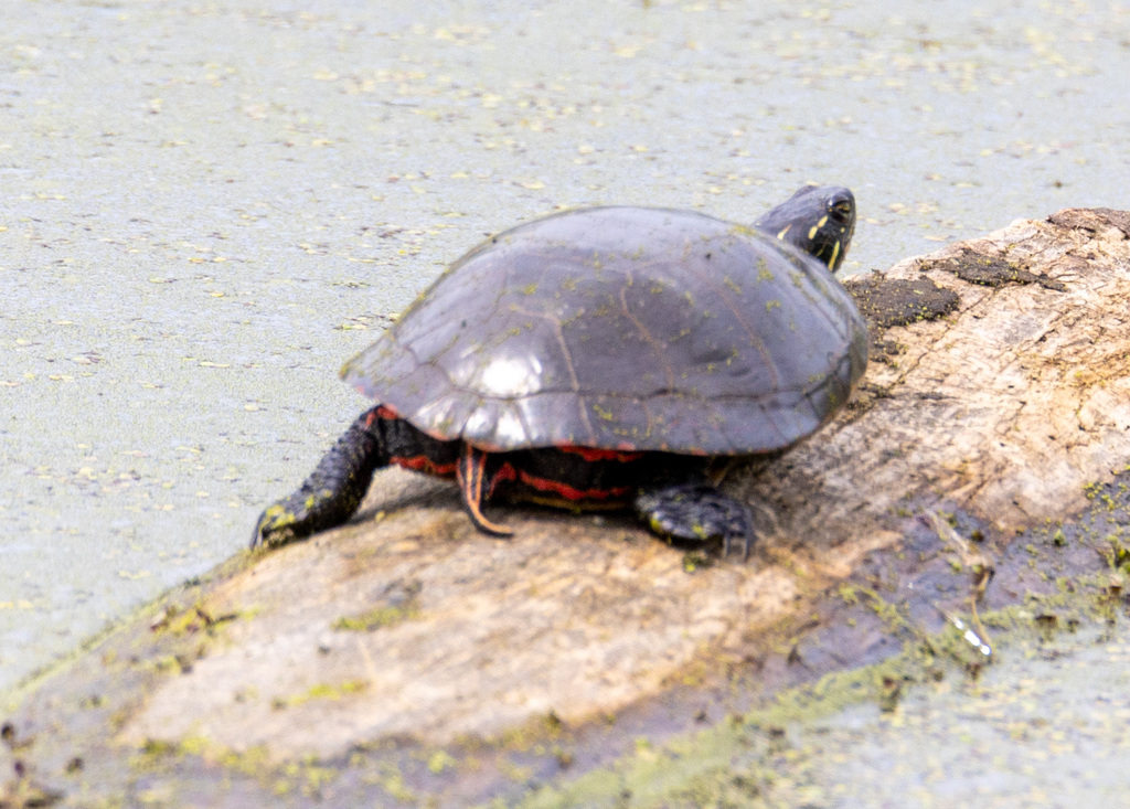 Midland Painted Turtle from Lucas County, OH, USA on May 17, 2024 at 03 ...