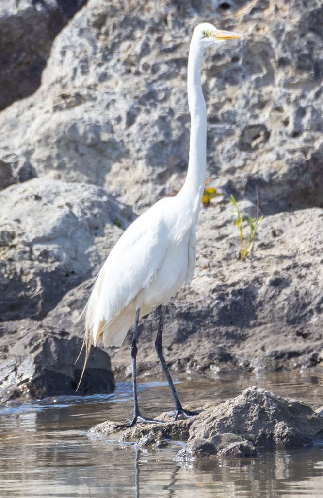 Great Egret from Lucas County, OH, USA on May 17, 2024 at 05:08 AM by ...