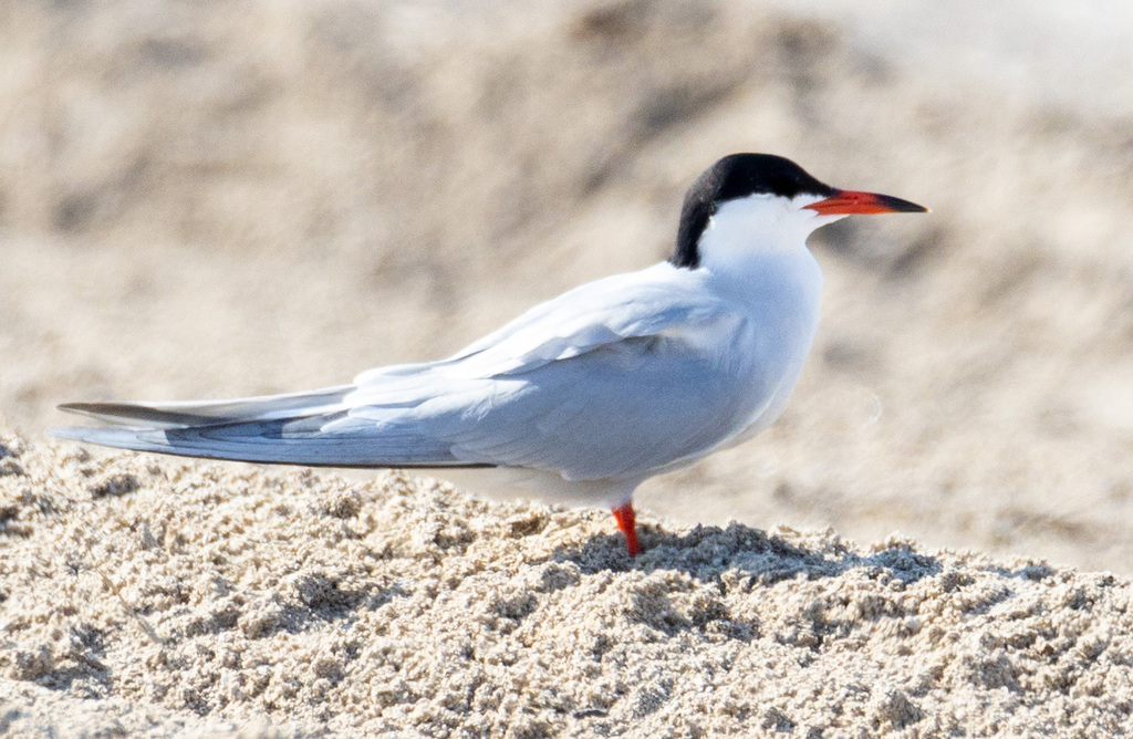 Common Tern from Oregon, OH, USA on May 17, 2024 at 05:21 AM by George ...