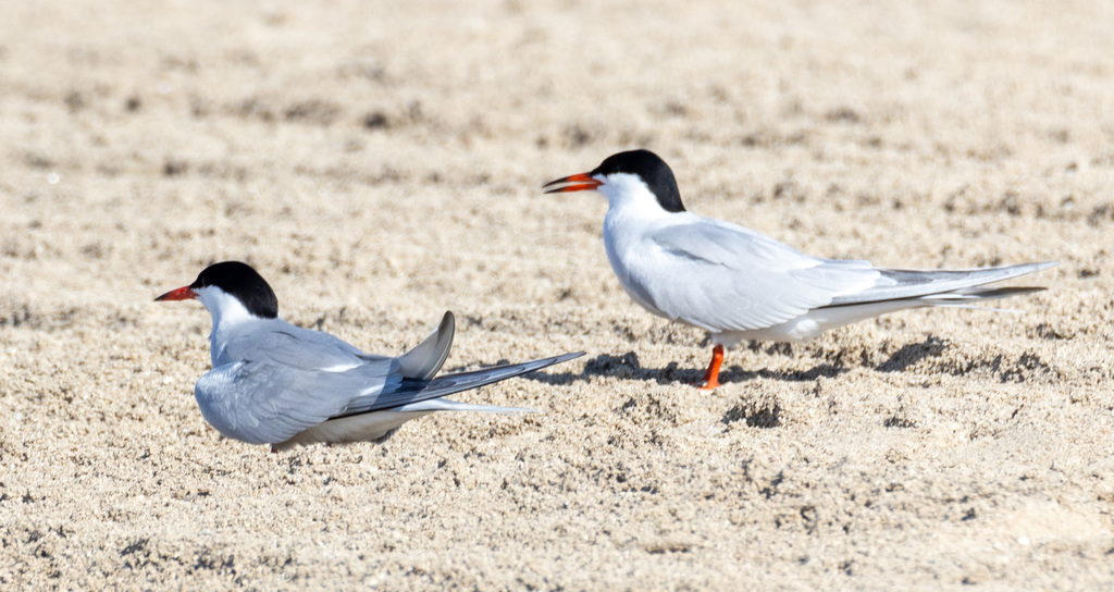 Common Tern from Oregon, OH, USA on May 17, 2024 at 05:26 AM by George ...