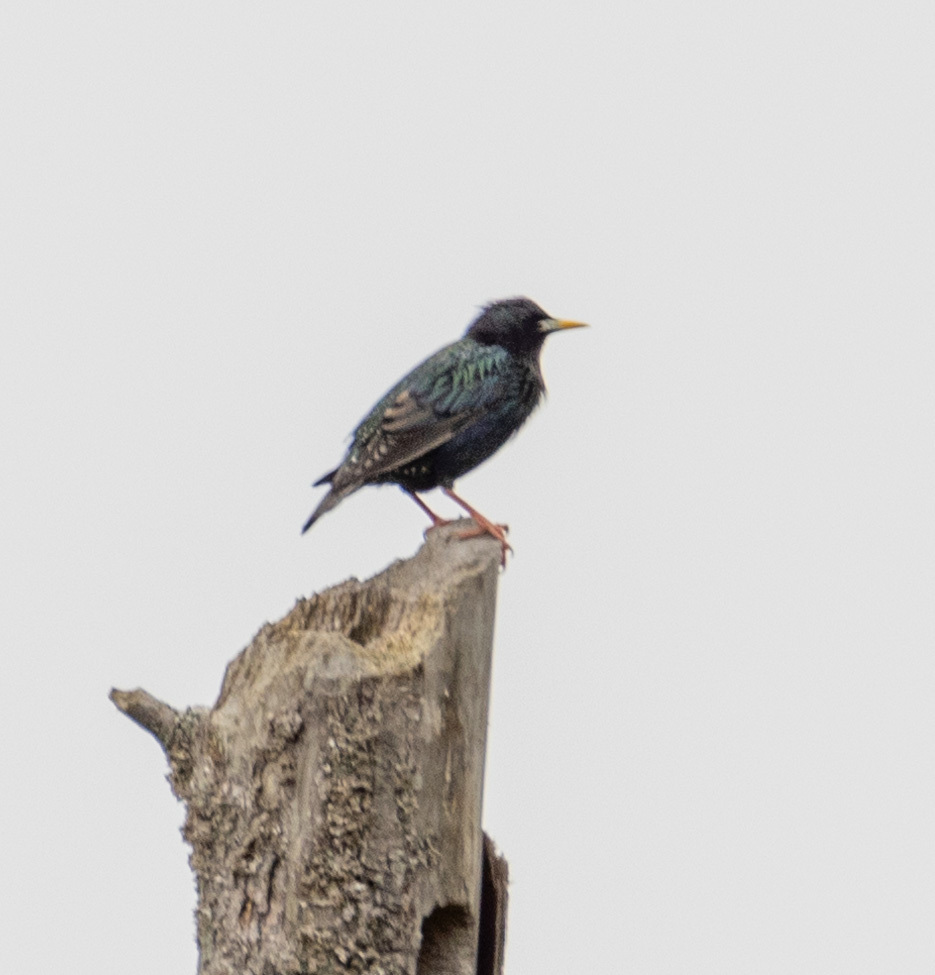 European Starling from Lucas County, OH, USA on May 17, 2024 at 11:32 ...