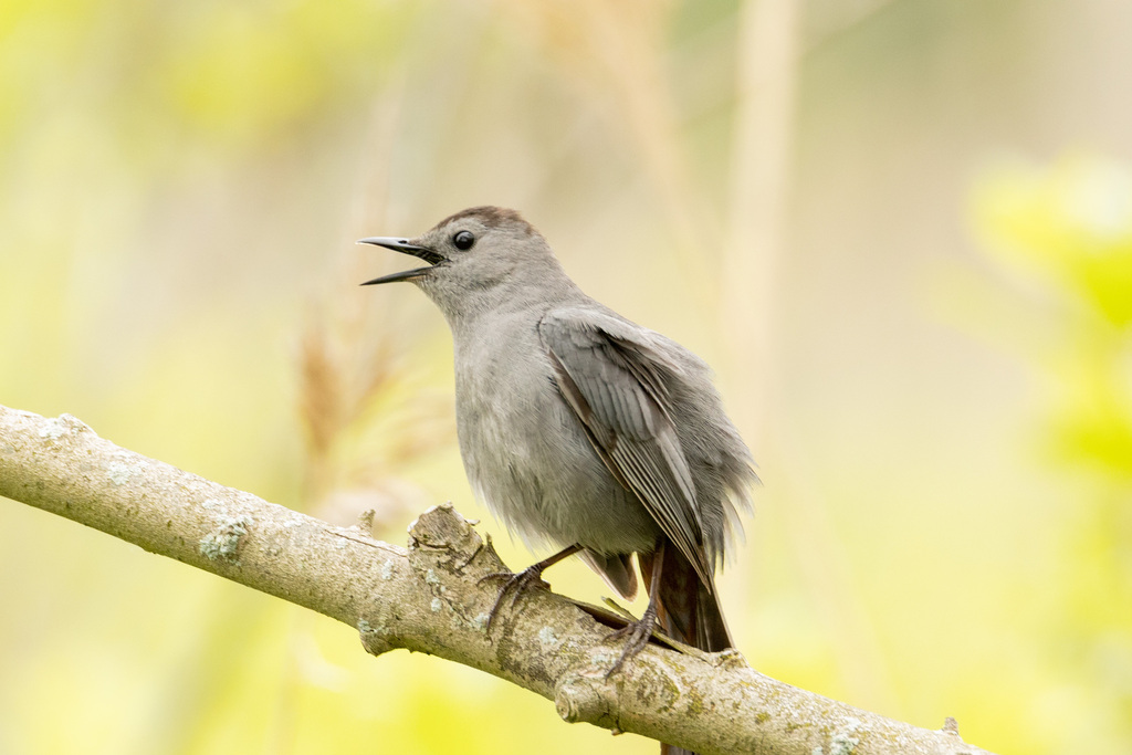 Gray Catbird from Lucas County, OH, USA on May 17, 2024 at 11:46 PM by ...