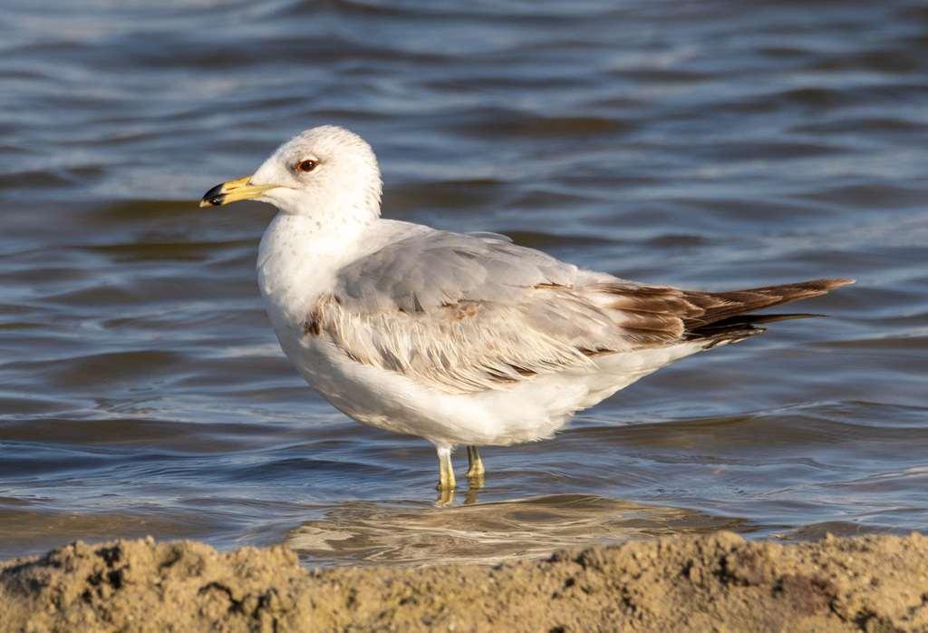 Ring-billed Gull from Oregon, OH, USA on May 18, 2024 at 06:55 AM by ...