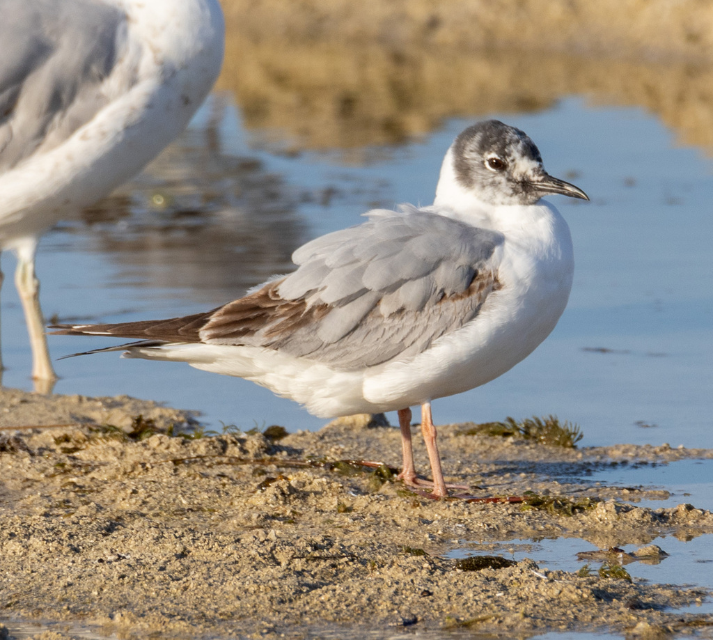 Bonaparte's Gull from Oregon, OH, USA on May 18, 2024 at 07:03 AM by ...