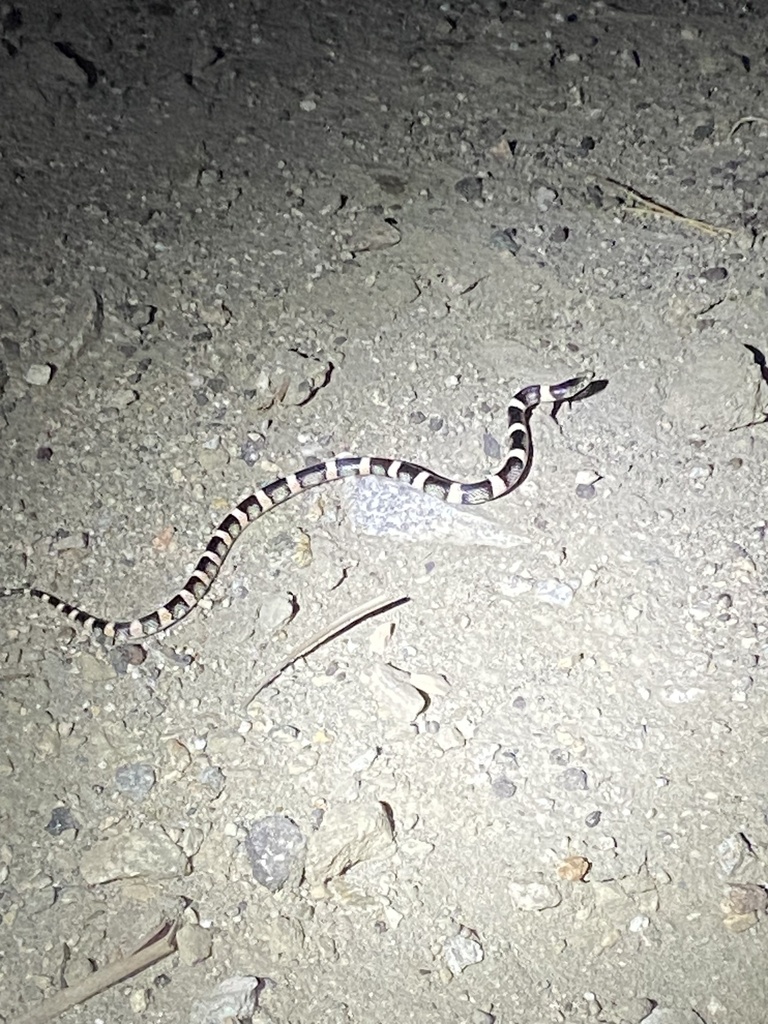 Long-nosed Snake from Sand to Snow National Monument, Whitewater, CA ...
