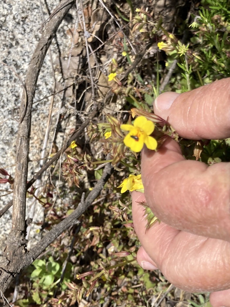 shy monkeyflower from Pacific Crest National Scenic Trail, Campo, CA ...