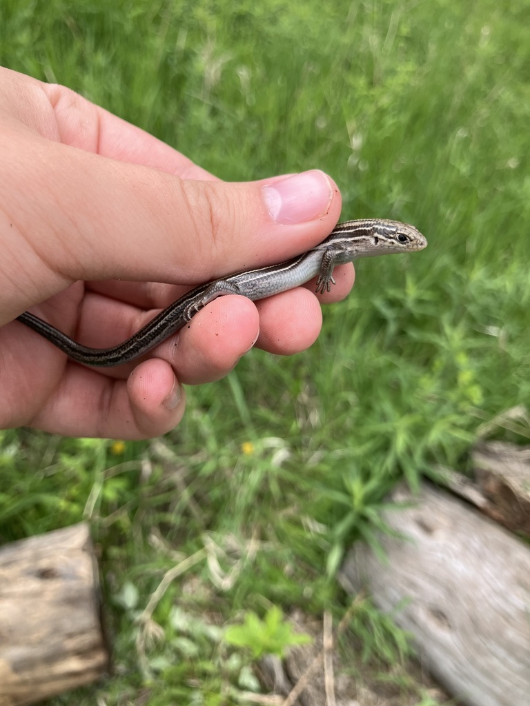 Prairie Skink from 129th Ave N, Dayton, MN, US on May 19, 2024 at 01:12 ...
